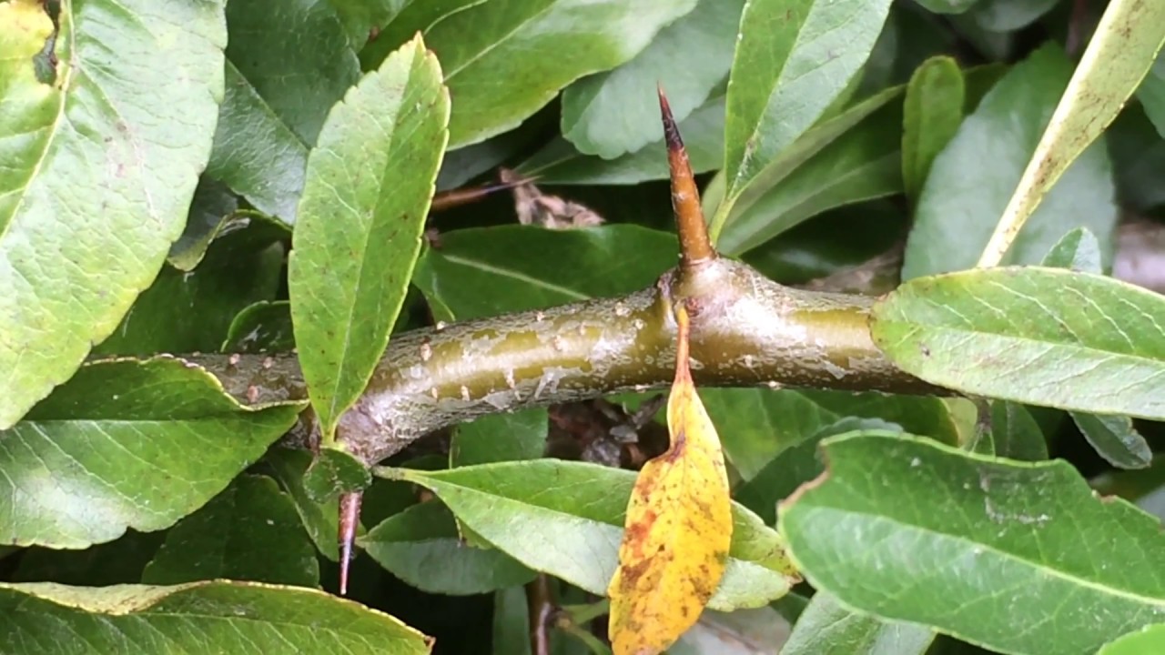 Firethorn (Pyracantha) - thorns - August 2017 - YouTube
