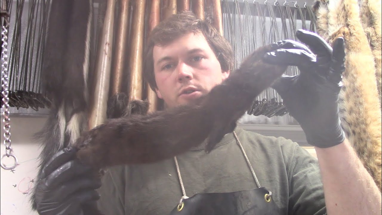 How to Skin, Flesh, and Stretch a Mink - YouTube