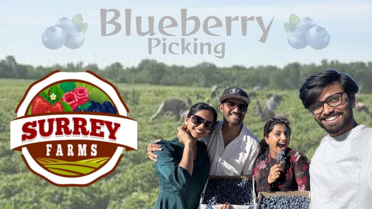 Blueberry picking summer activity in Canada🫐 | ಎಷ್ಟು kg pick ಮಾಡಿದ್ವಿ ...