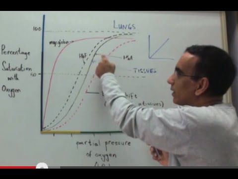 Oxygen Dissociation Curves and Transport of Oxygen and Carbon Dioxide ...