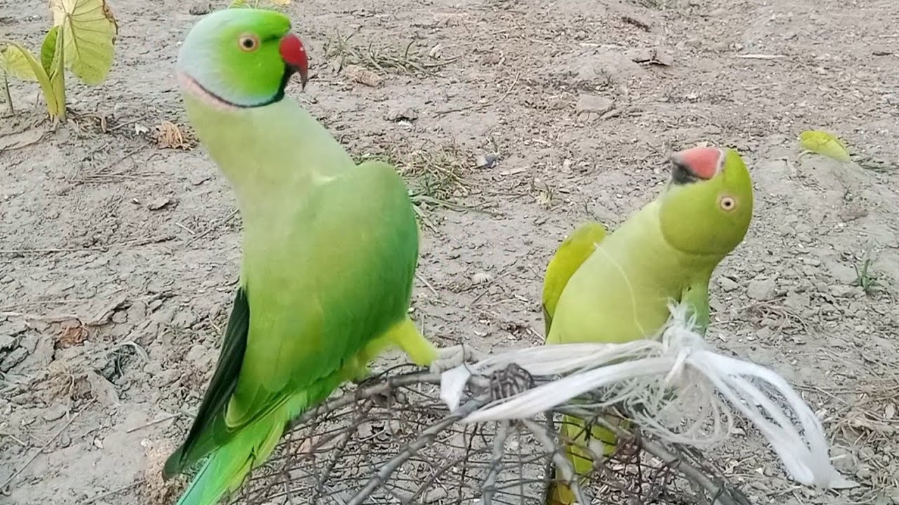 Cute Parrot Jora Sound My Parrot Green - YouTube