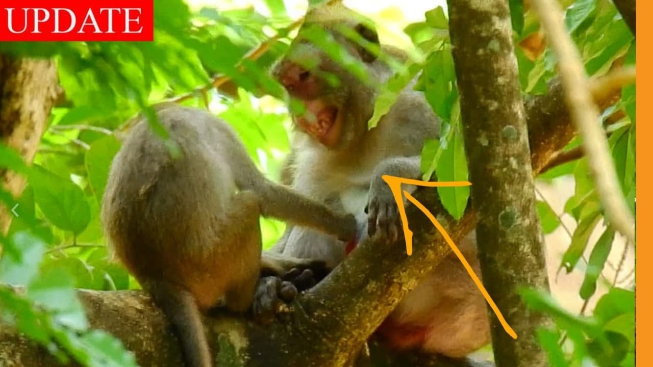 GEEZ .. Little Kid Play with Ni*** Jane + Big Male Make Jane Horror ...