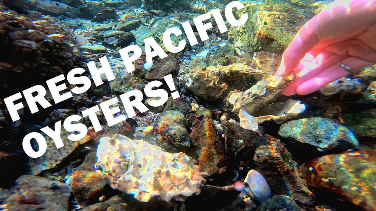 Harvesting fresh wild Pacific oysters and blue mussels! Homemade Po-Boy ...