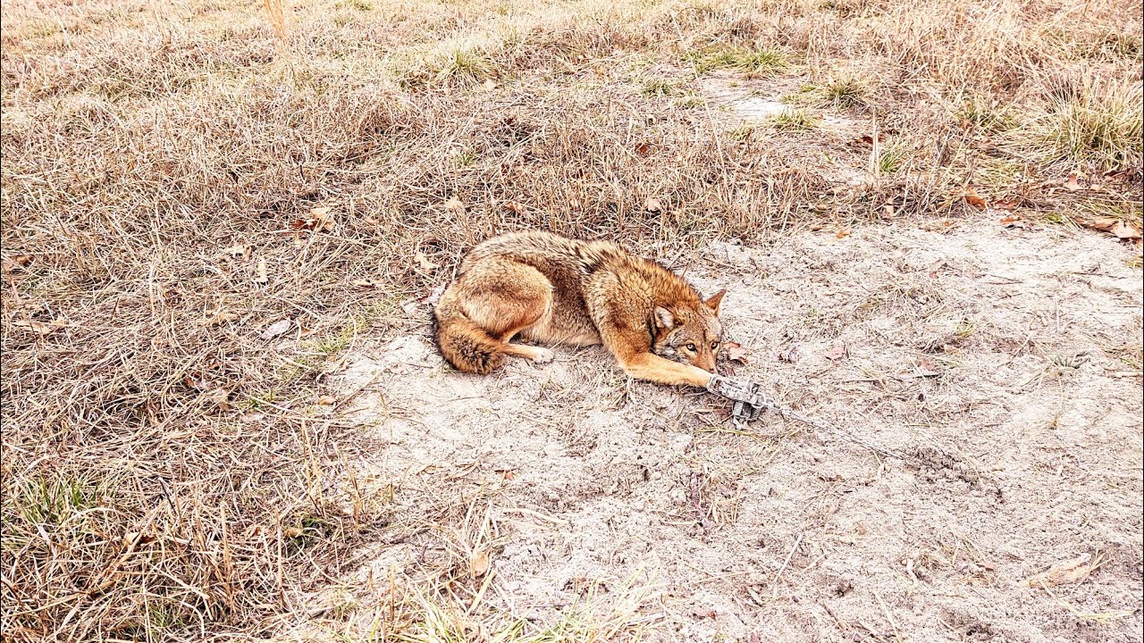 Trapped Coyote #14 Today. Lots Of Wildlife. - YouTube