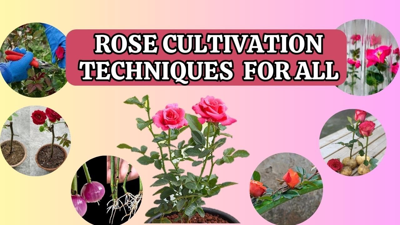 Rose Cultivation Techniques For All - YouTube
