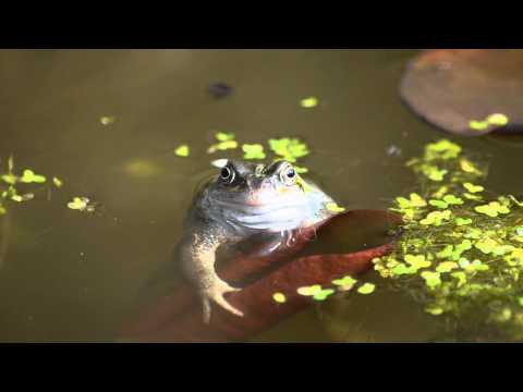 Farting Frog