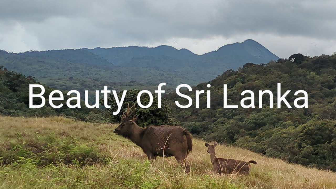 Sri Lankan wildlife, Cloud Forests, Ceylon Trails, 07/01/2024 - YouTube