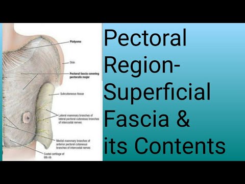 PECTORAL REGION || Superficial Fascia & Its Contents || PLATYSMA ...