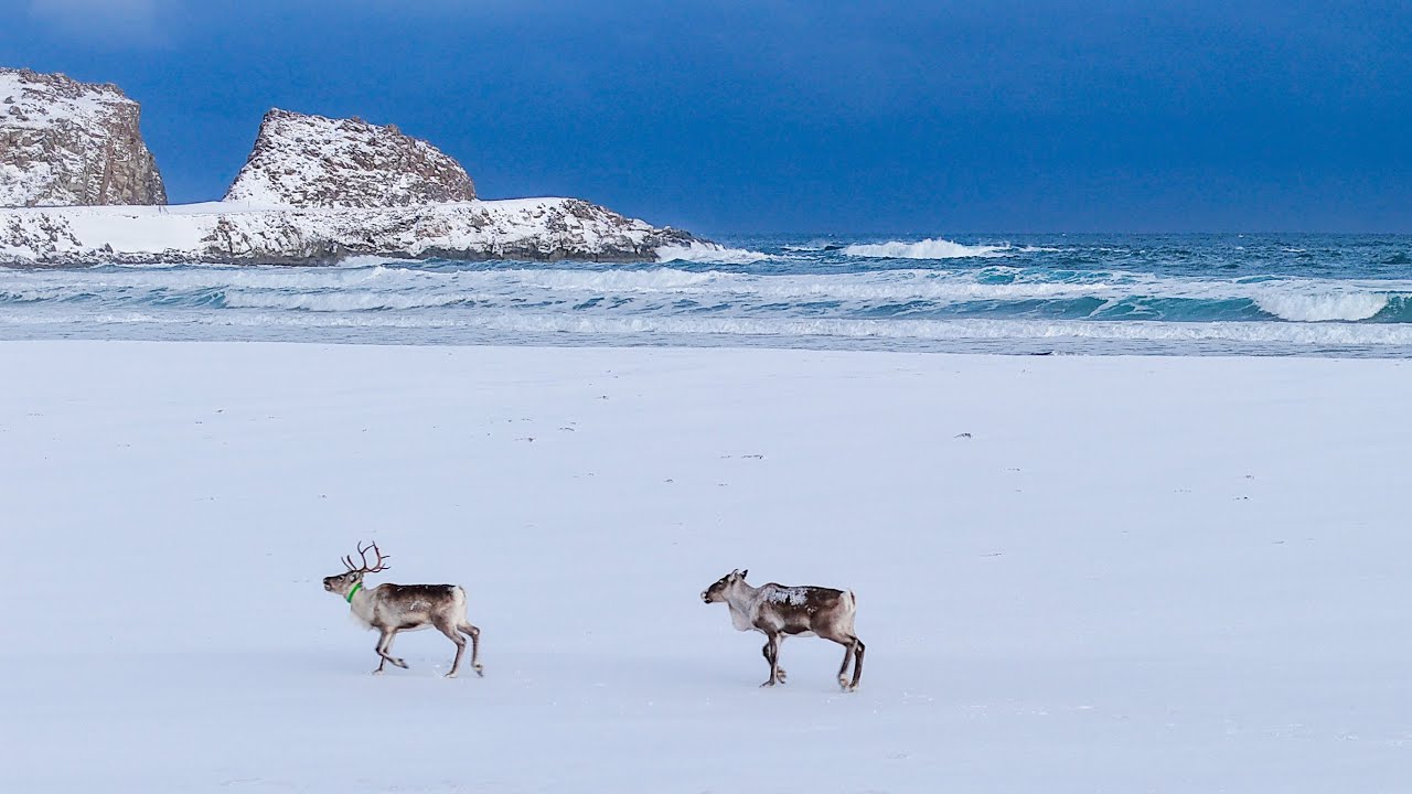 Epic Drone Footage: Reindeer and Moose in the Wilds of Finnmark ...