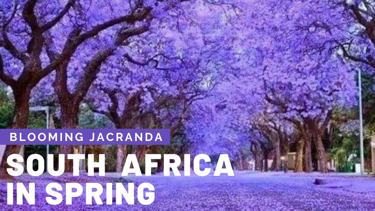 Spring in South Africa - YouTube