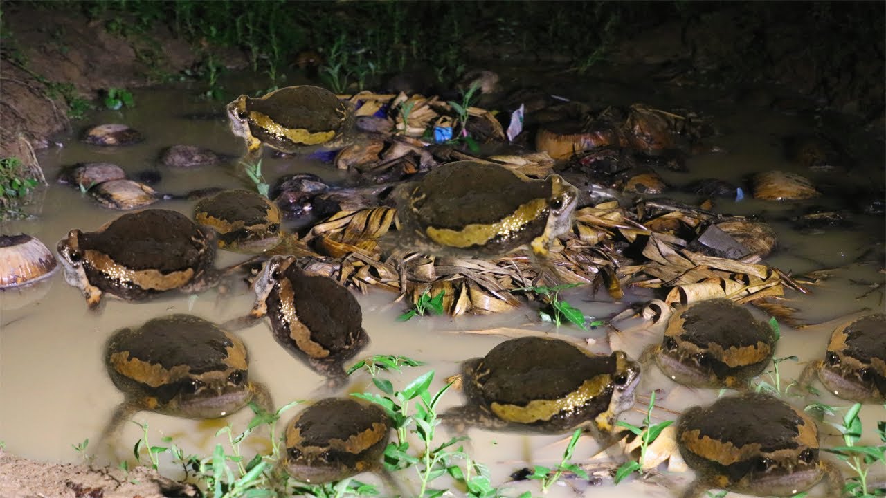 Amazing Catch Frog Early In Rainy Season- Two Smart Men Find And Catch ...