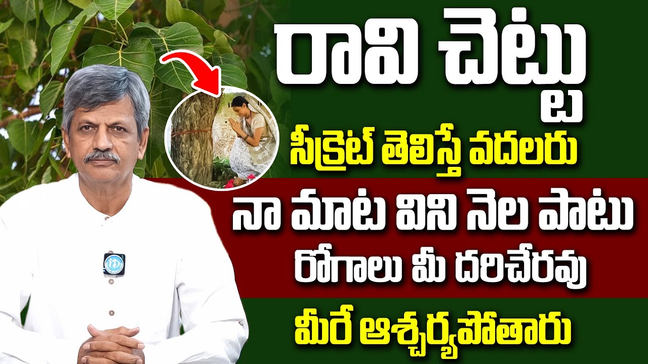 రావి చెట్టు సీక్రెట్ తెలిస్తే వదలరు | Health Benefits of Raavi Chettu ...