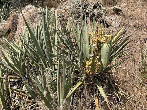 Can You Dig Up Yucca Plants Legally In Colorado