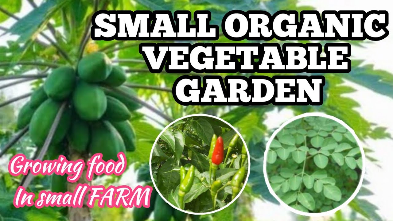 Small Organic vegetable Garden Growing food in small farm - YouTube