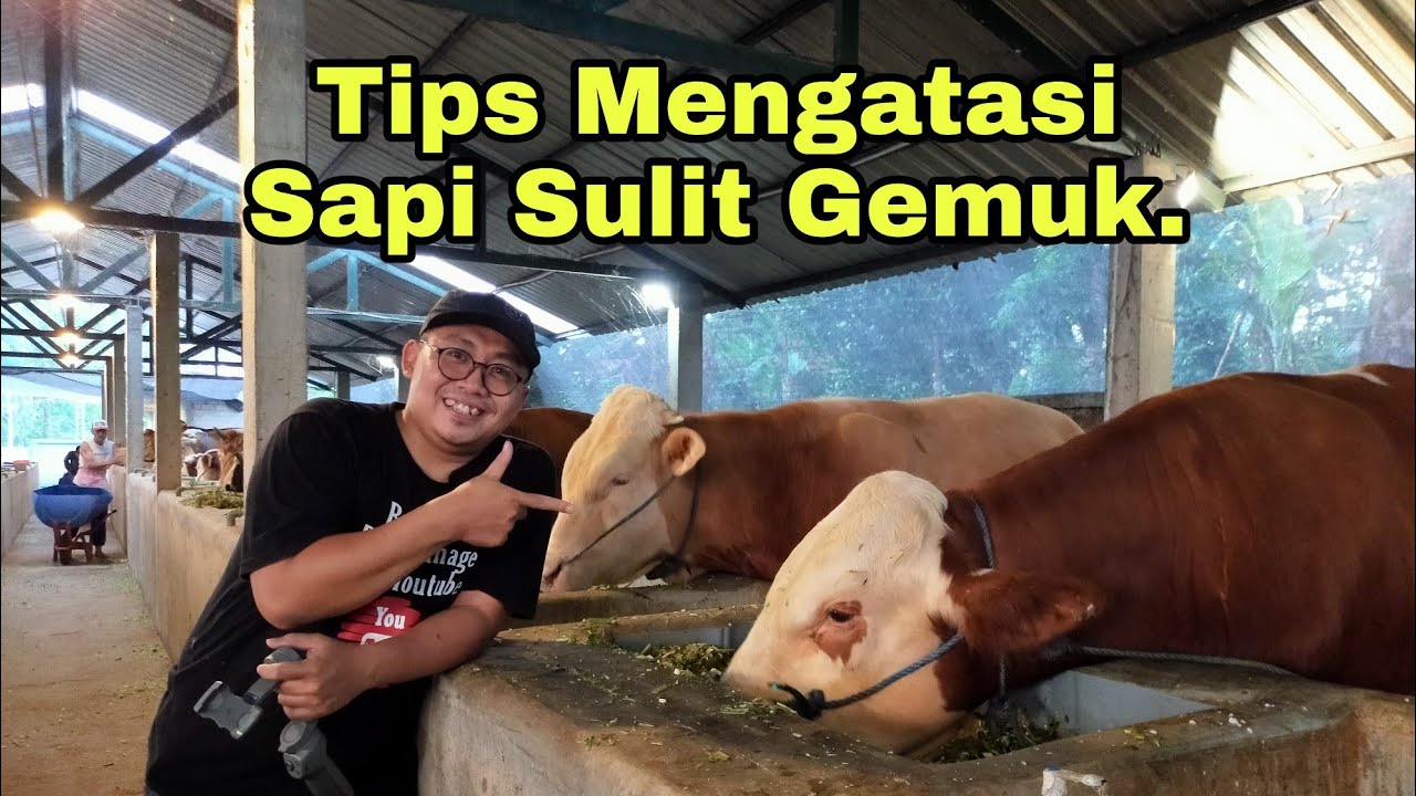 Tips Menggemukkan Sapi Kurus Parah dengan Cepat - YouTube