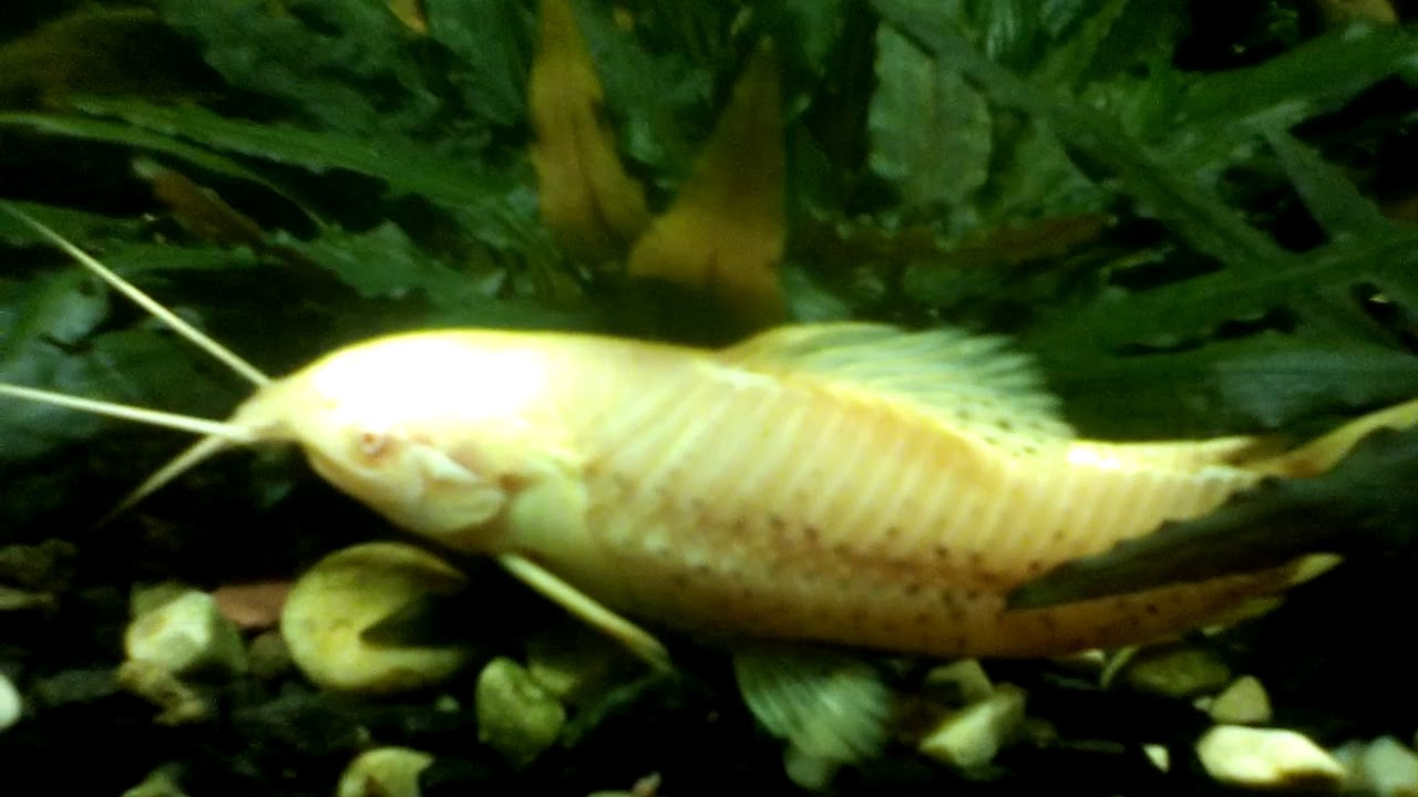 Ryby z Amazonki (2) Czy sumy są białe. - YouTube