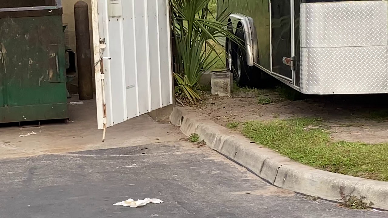 Raccoon running fast - YouTube