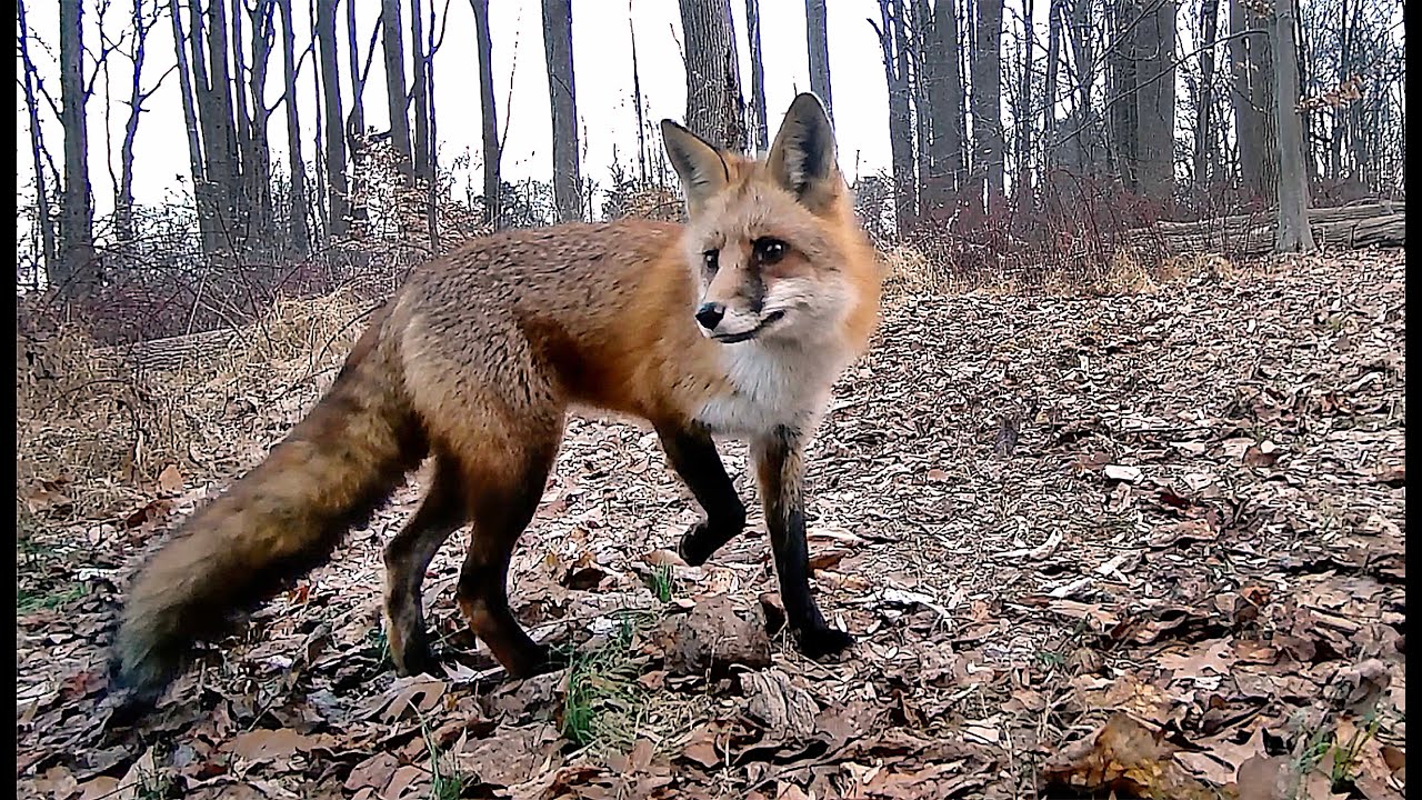 Fox Sniffs Camera and Eats Bones - Caught on Trail Camera - YouTube