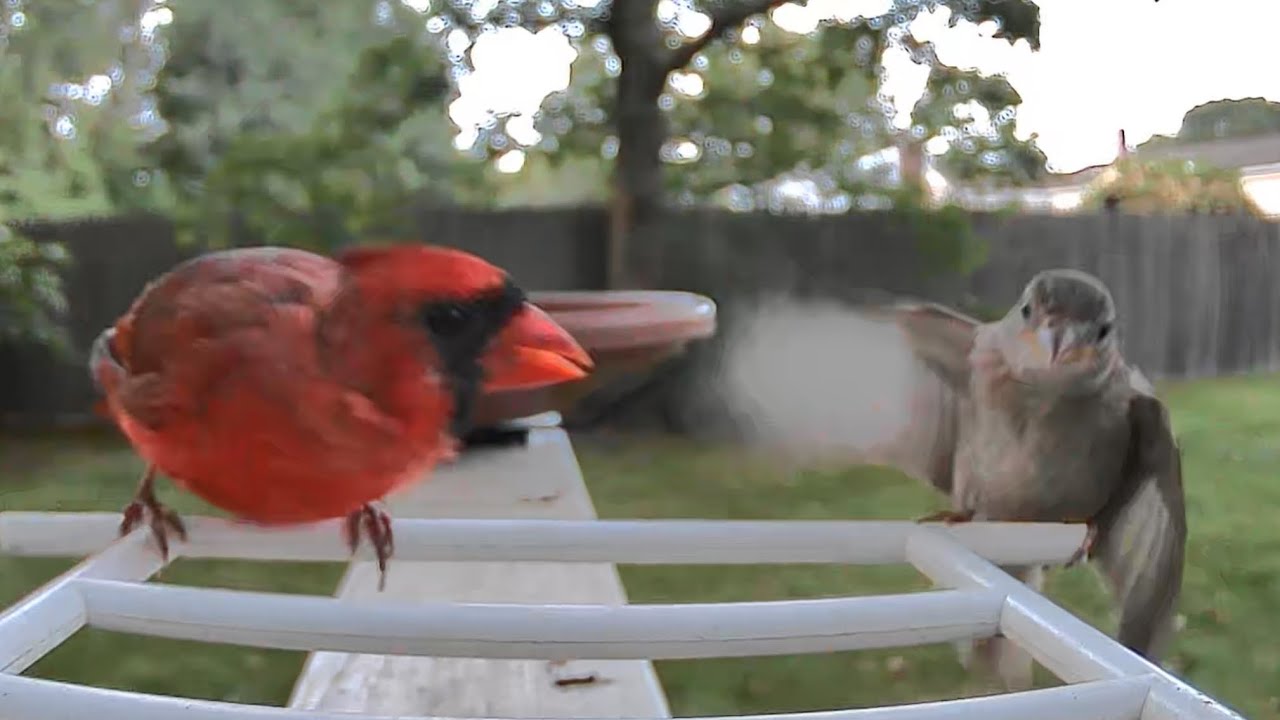 House Sparrow escapes Cardinal using Smoke Bomb from his Utility Belt ...