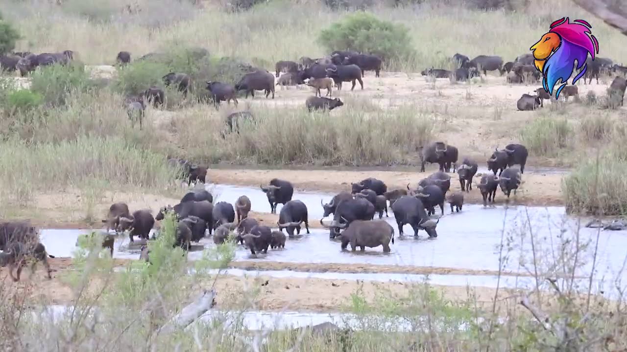 Largest Buffalo Migration in Kruger National Park | Trending Wildlife ...