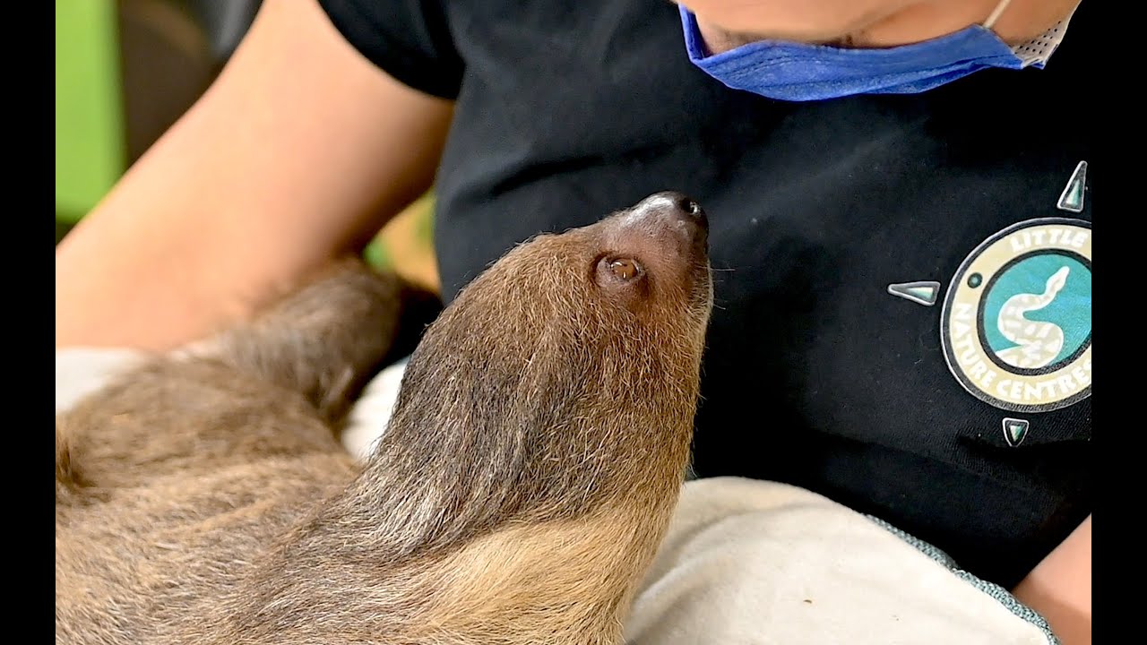 Snuggle with a sloth at Little Ray's Nature Center in Destiny USA - YouTube