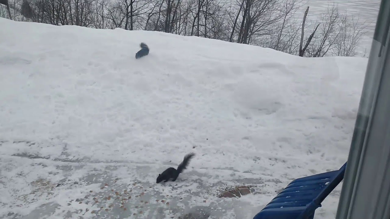 Rex & Rox (Le Reel Du Pendu Joué Par Antoine Quitish)-3 mars 2018 ...