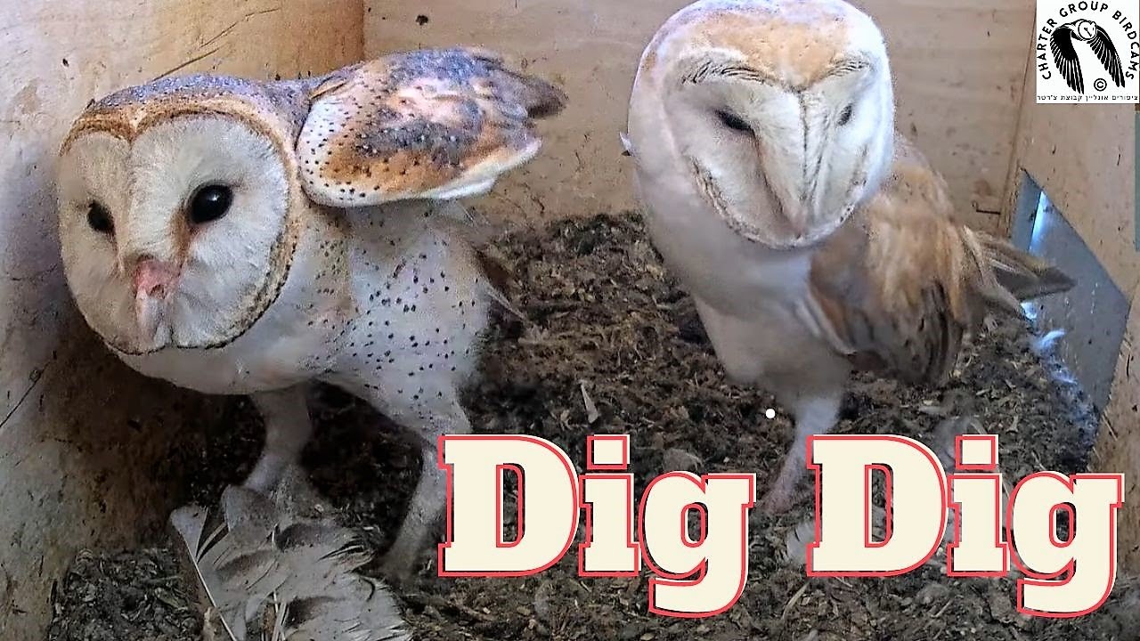 Observing a Female Barn Owl Digging a Hole: Is Egg Laying Imminent ...