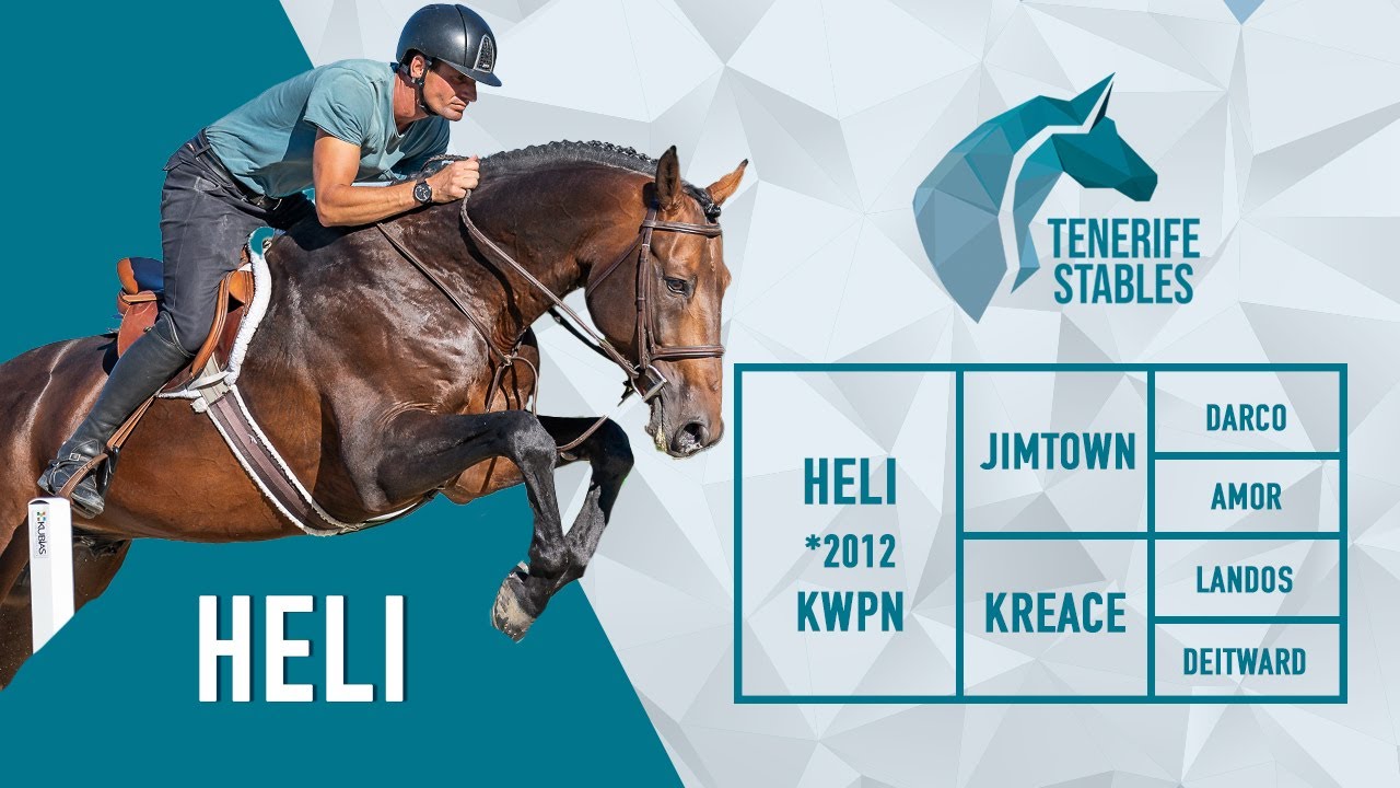 Heli, 11y old KWPN stallion stallion by Jimtown (Darco) x Landos, GP jumper, hunter, EQ horse ...