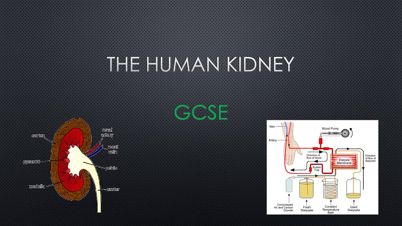 The Human Kidney and Dialysis - GCSE - YouTube