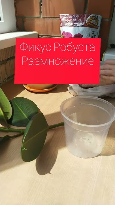 Фикус размножение. Черенкование каучуконосного фикуса Робуста - YouTube