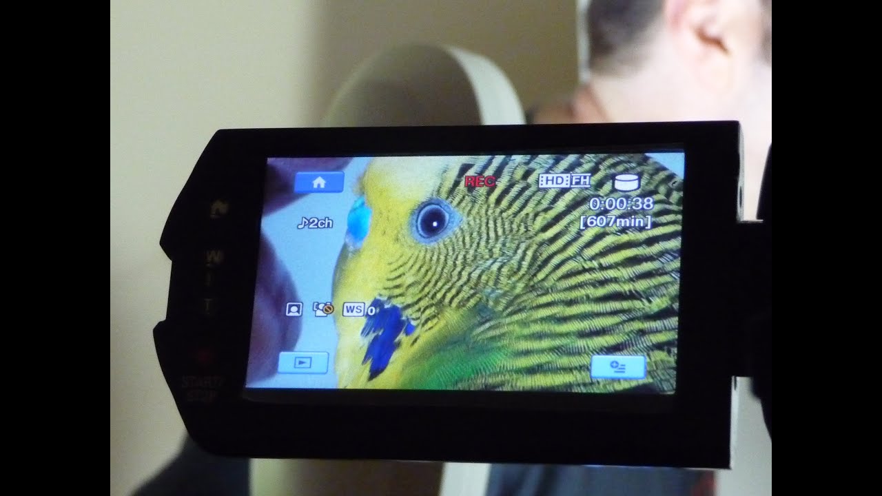 Disco the Parakeet on Rude Tube Episode - YouTube