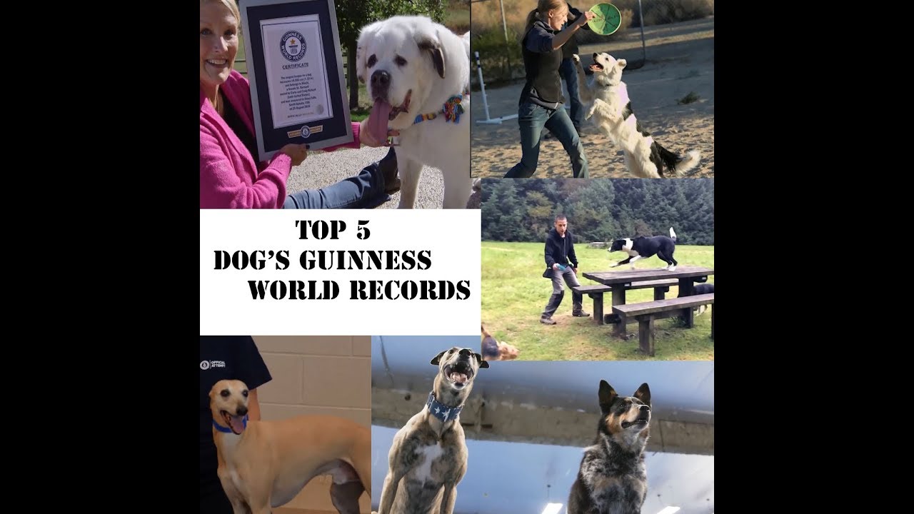 Top 5 Dog Guinness World Records - YouTube