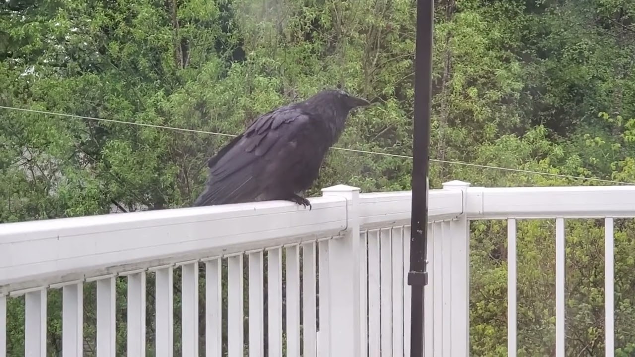 Hello Crow - YouTube