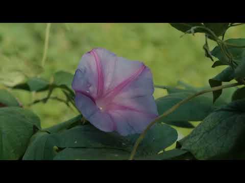 Neşeli Günler - 1 Saatlik Kesintisiz Neşeli & Keyifli Enstrümantal Müzik | Cozy Vibe Studio