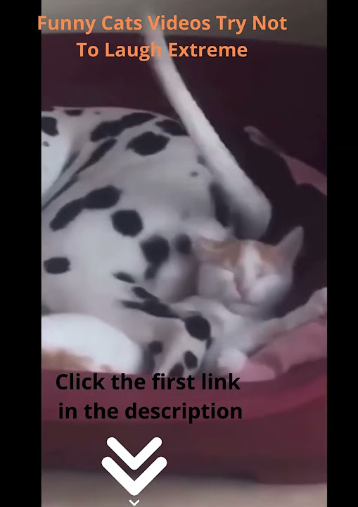 Cute Kitten Youtube