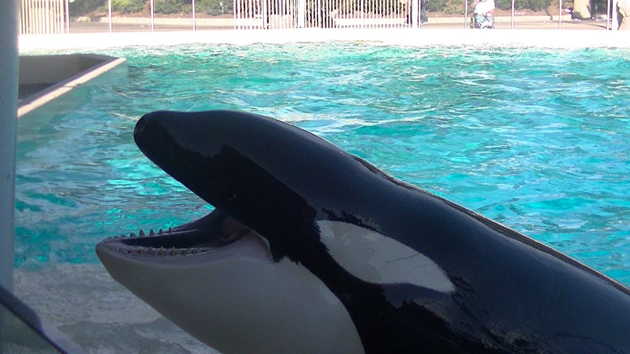 Kasatka/Kalia Families - Dec 5 2015 - SeaWorld San Diego - YouTube