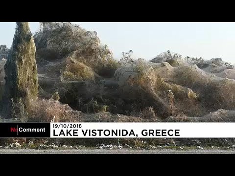 Yunanistan'da 1 km uzunluğunda dev örümcek ağı