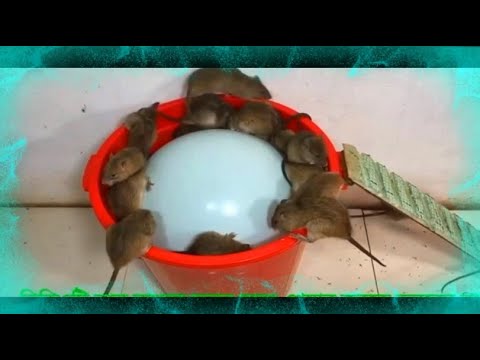 Rat trap video || How to trap mice with balloons - YouTube