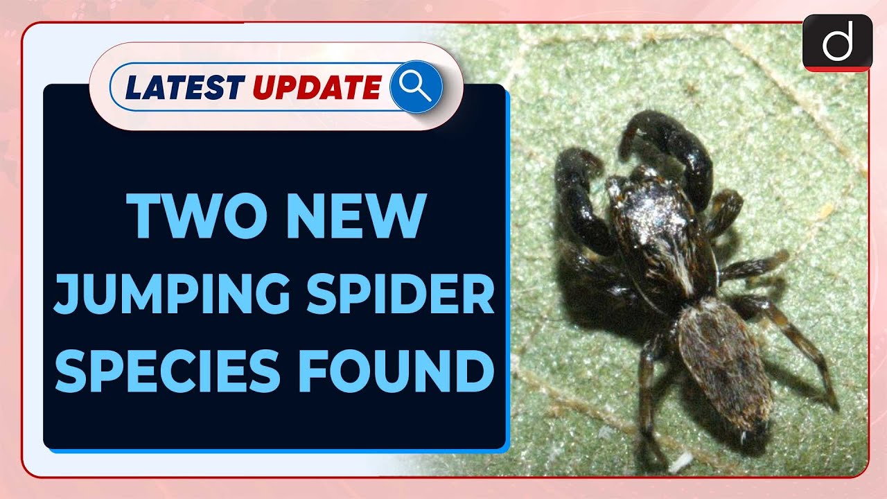 Two New Jumping Spider Species Found | Latest update | Drishti IAS ...