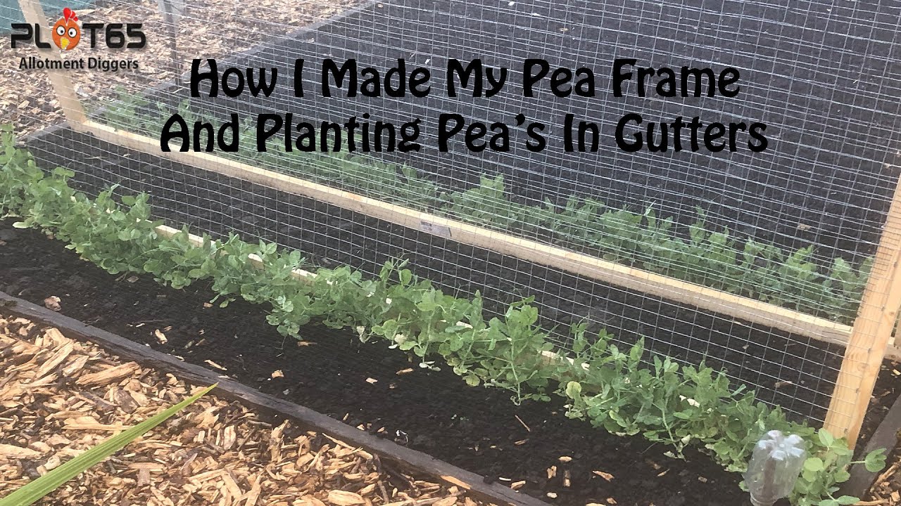 Making Pea Frame And Planting The Peas In Gutters - YouTube