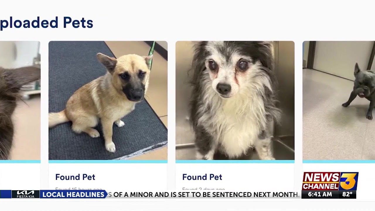 A new way to reunite lost pets with its owners - YouTube