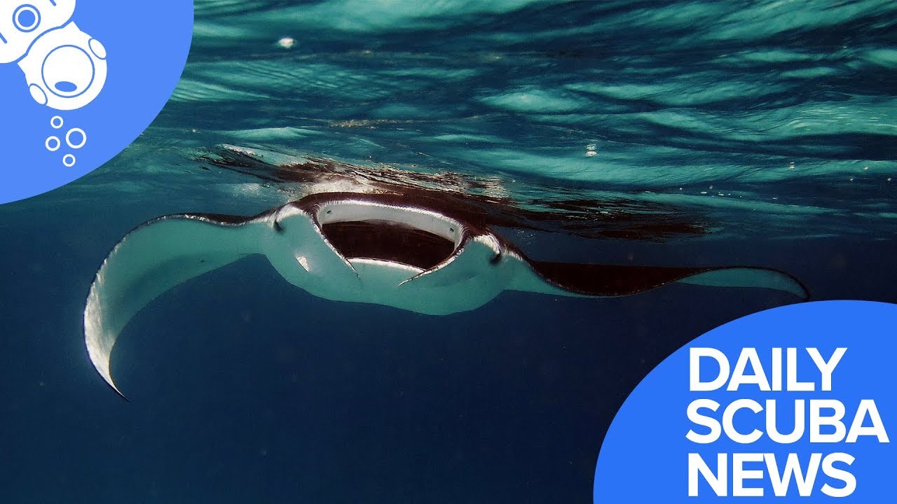 Daily Scuba News - Mirrors And Manta Rays - YouTube