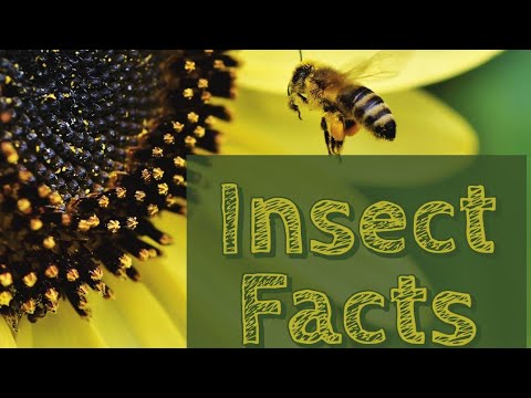 Insect Facts - YouTube