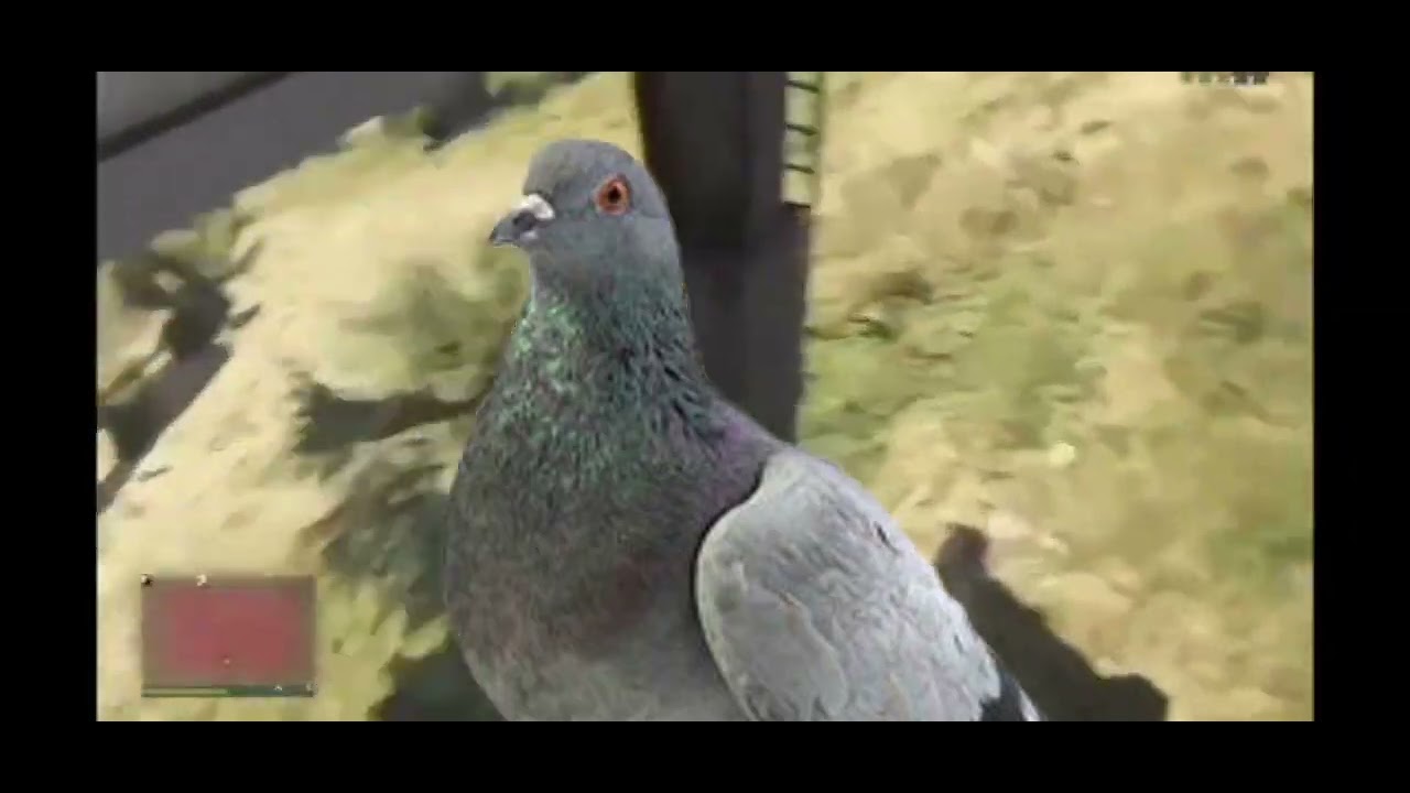Pigeon Wolf - YouTube