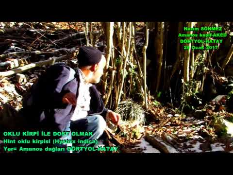OKLU KİRPİ  Nazım SÖNMEZ Amanos keşif AKED Amanos dağları
