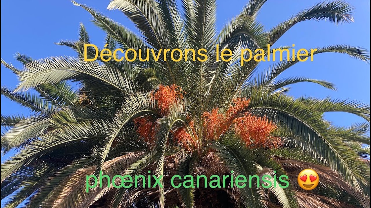 A la découverte du phoenix des Canaries - YouTube