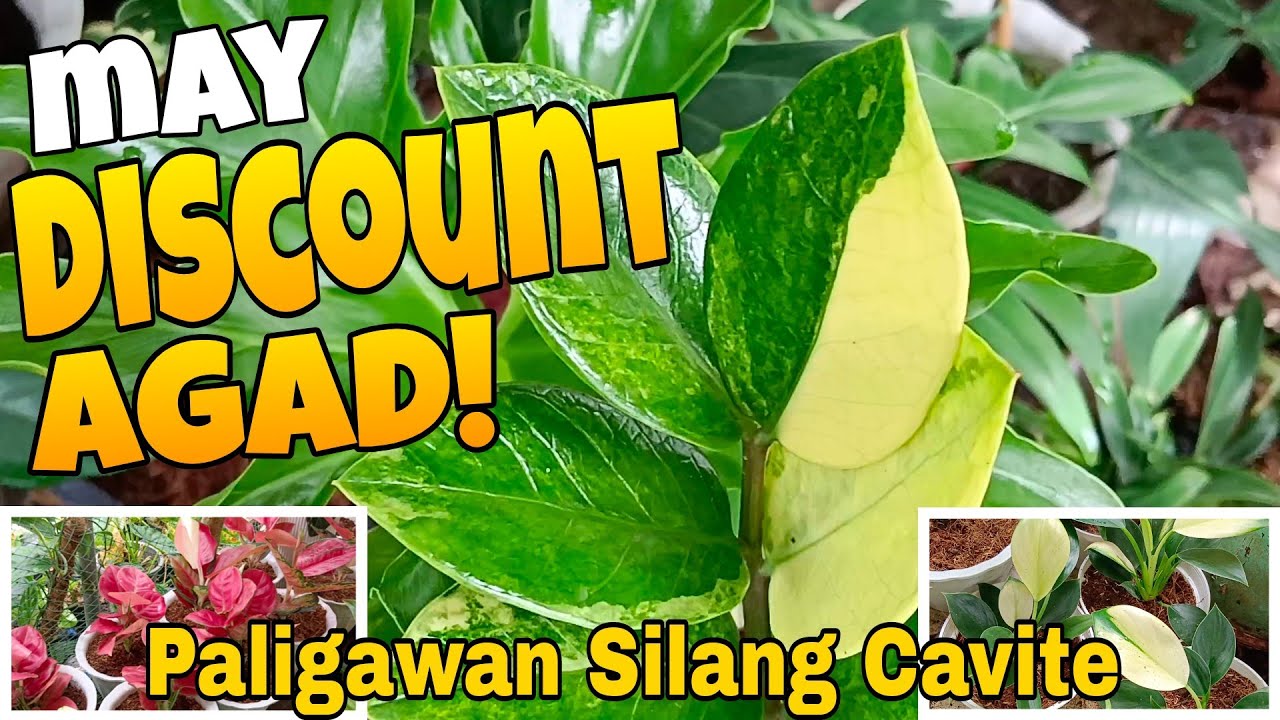 Amiela and Xy's Garden Discounted Agad! Silang Cavite #plants # ...