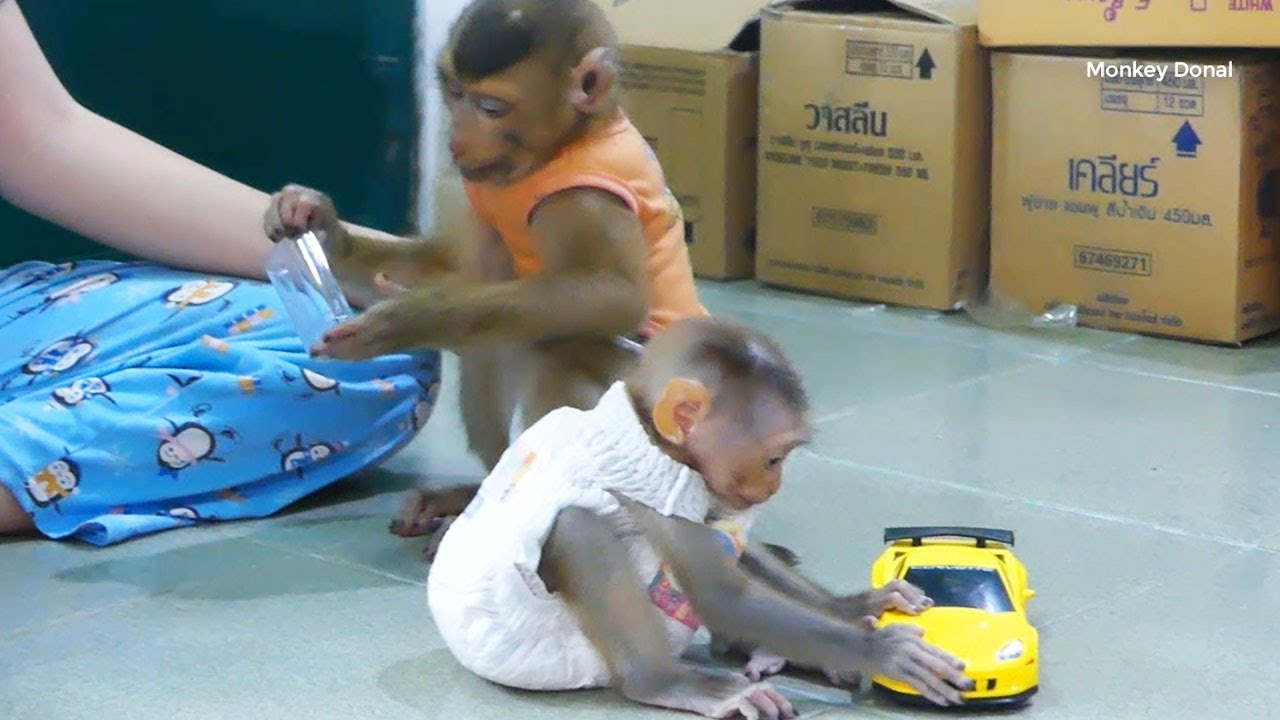 Dodo Very Closely And Share Toy Play With Brother Donal - YouTube