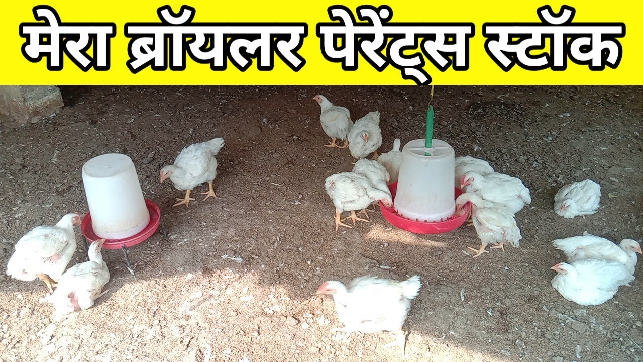 ब्राॅयलर चूजों के लिए मुर्गियां | My Boiler parents stock | Broiler ...