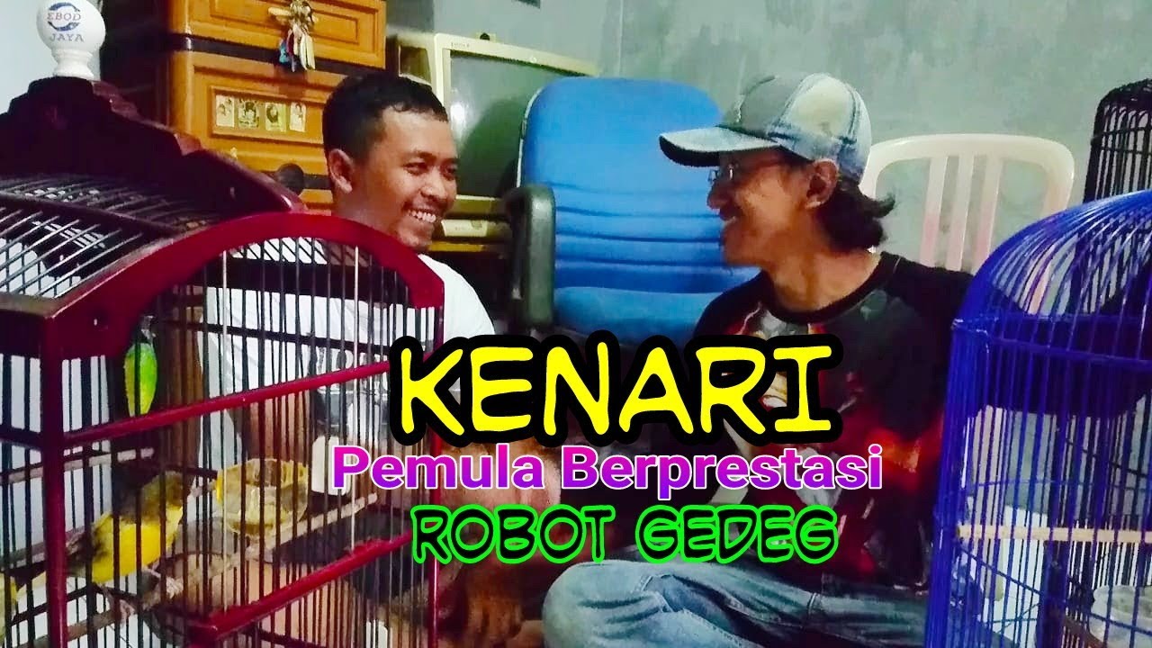 Kenari Pemula Berprestasi ROBOT GEDEG || Kenari Loper Majenang - YouTube